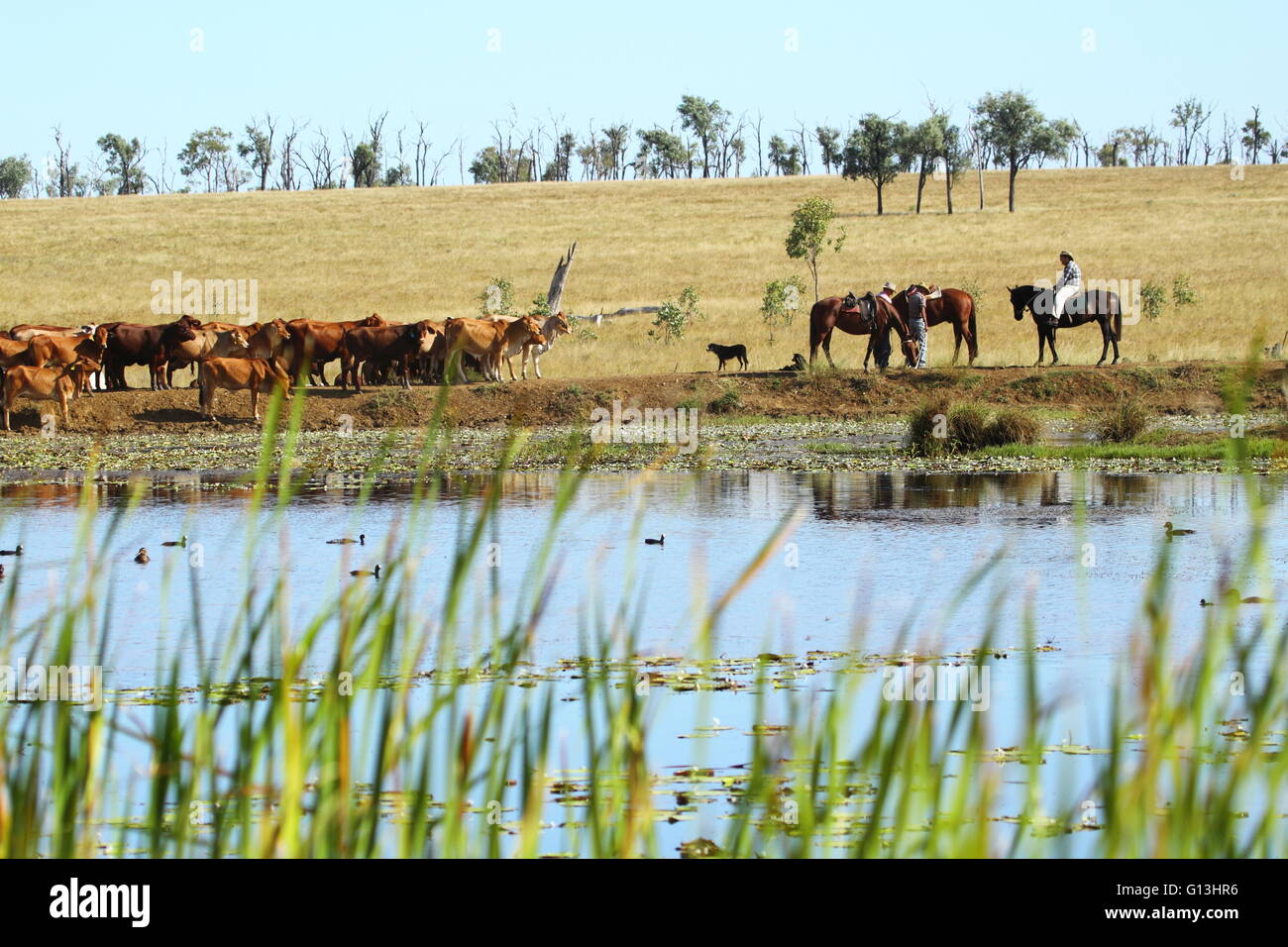 Droving Australia Stock Photos & Droving Australia Stock Images - Alamy