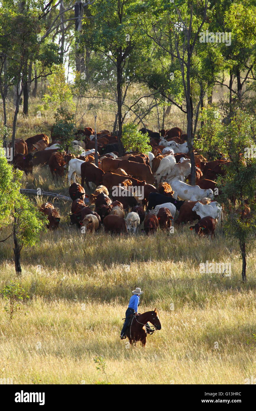 Women On Cattle Drives