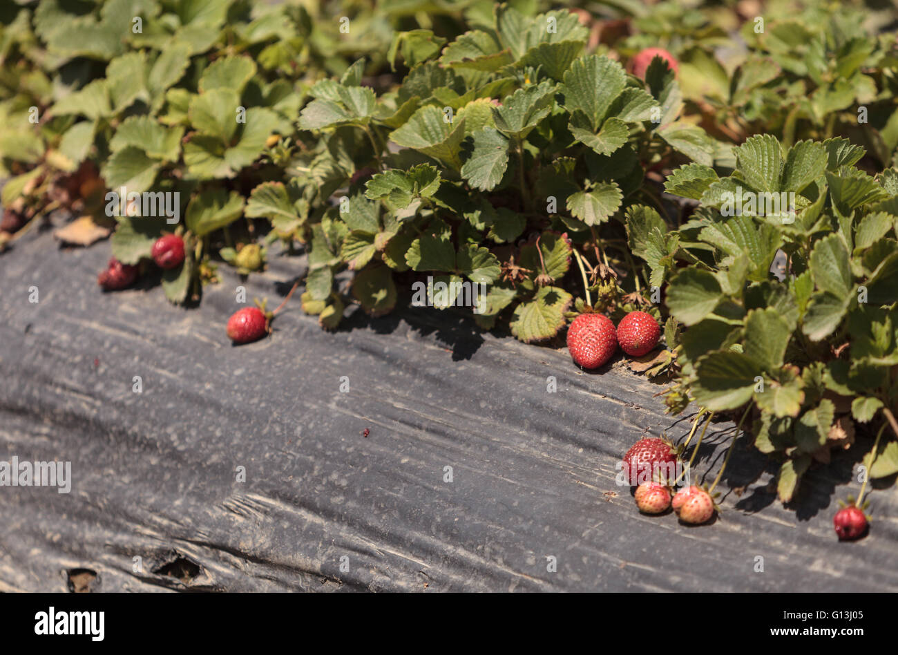 California strawberry agriculture hi-res stock photography and images ...