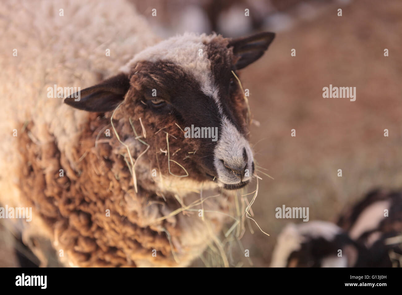 Brown and white Texel sheep grazes on hay in a barnyard area on a farm ...
