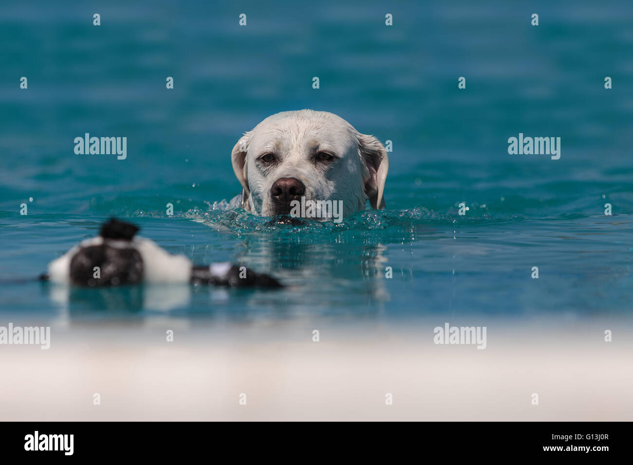 Yellow Labrador retriever swims with a toy in a pool in summer Stock ...