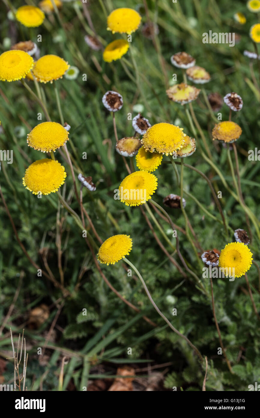 Cotula hi-res stock photography and images - Alamy