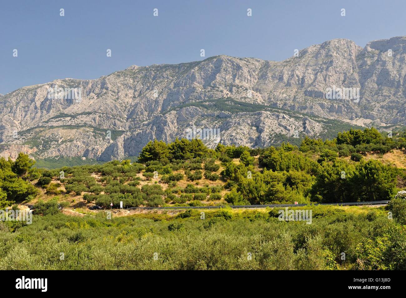 Trees with high croatian mountain Biokovo in background Stock Photo - Alamy