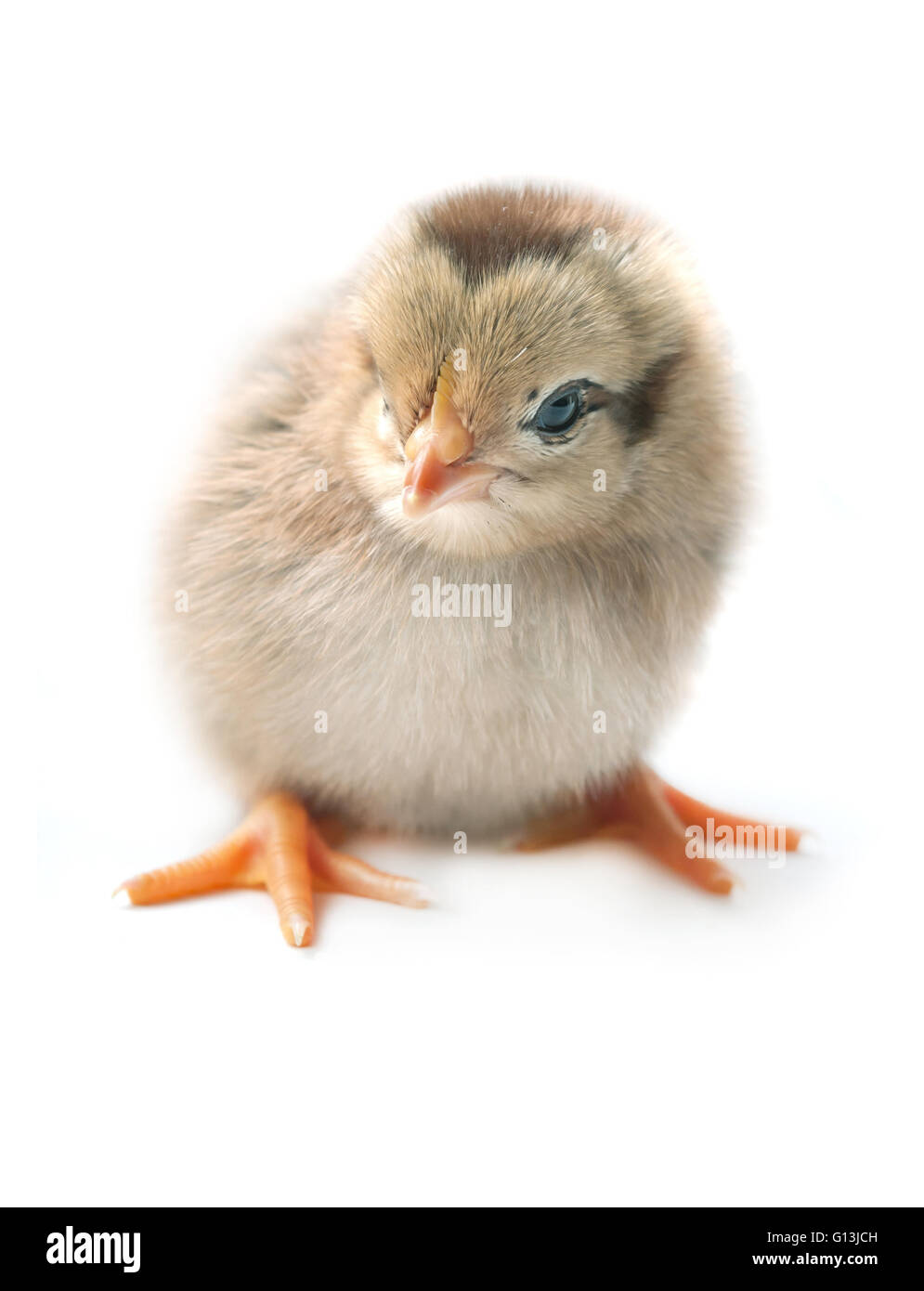 beautiful little chicken isolated on the white Stock Photo - Alamy