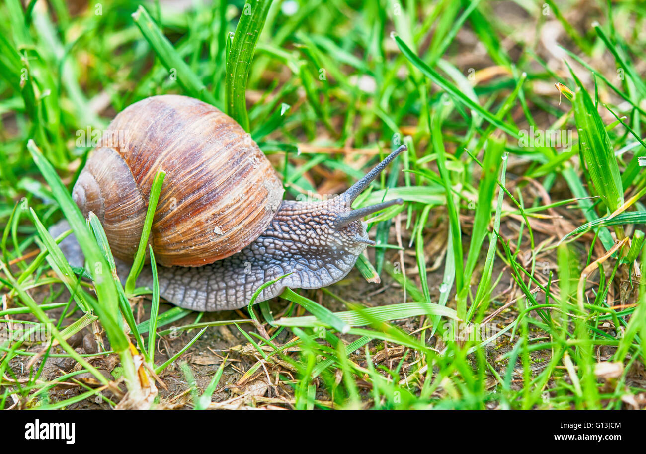 Snail slug hi-res stock photography and images - Alamy
