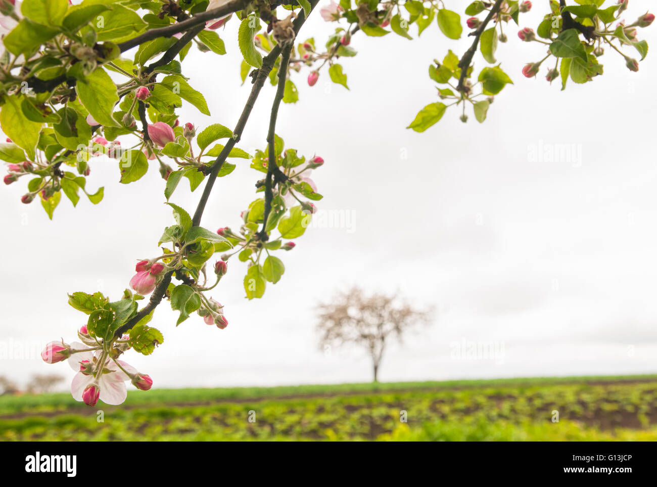 spring background of branches of a blossoming tree Stock Photo - Alamy