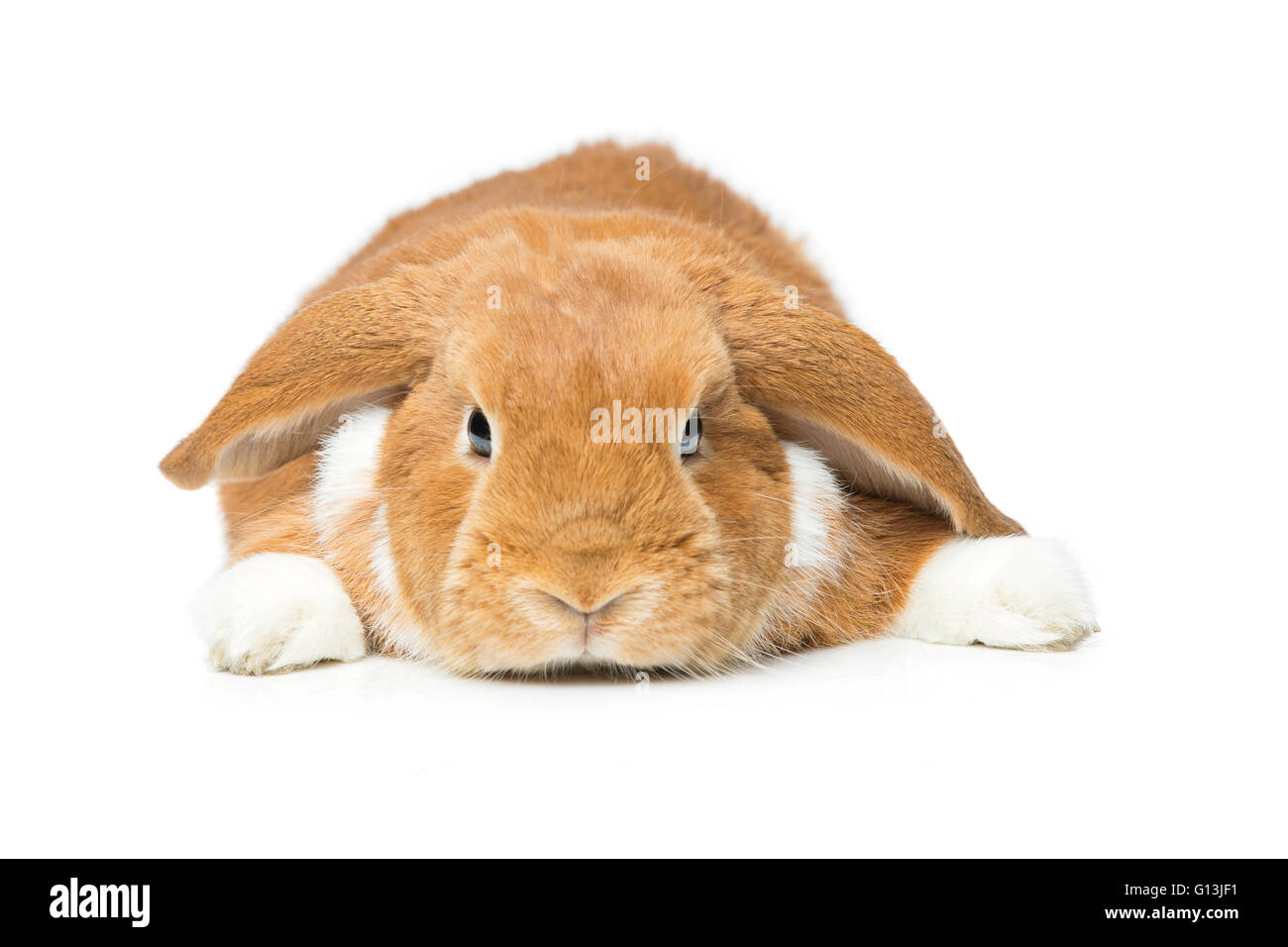 Closeup rabbit face hi-res stock photography and images - Alamy