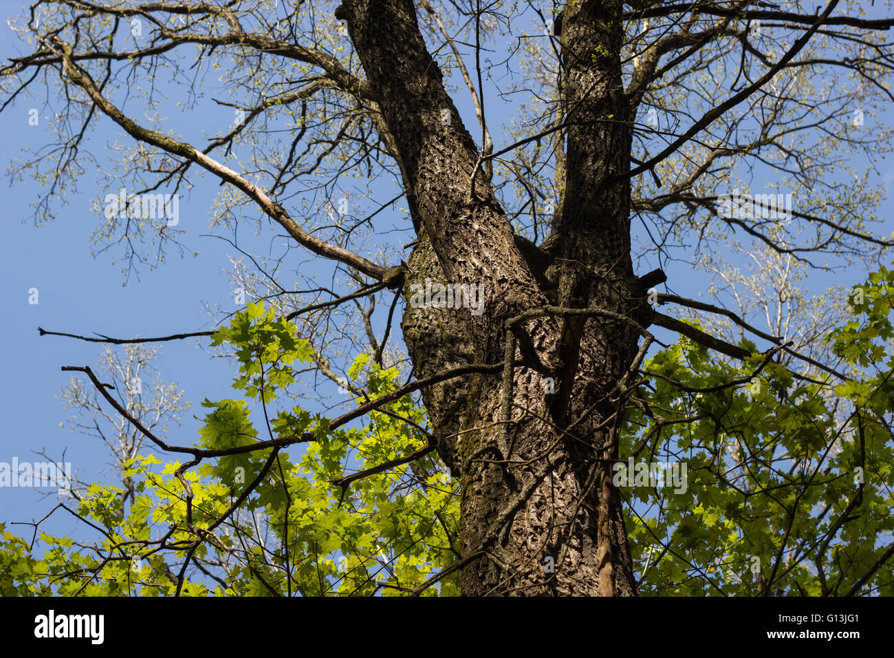 Old big leaf maple tree hi-res stock photography and images - Alamy