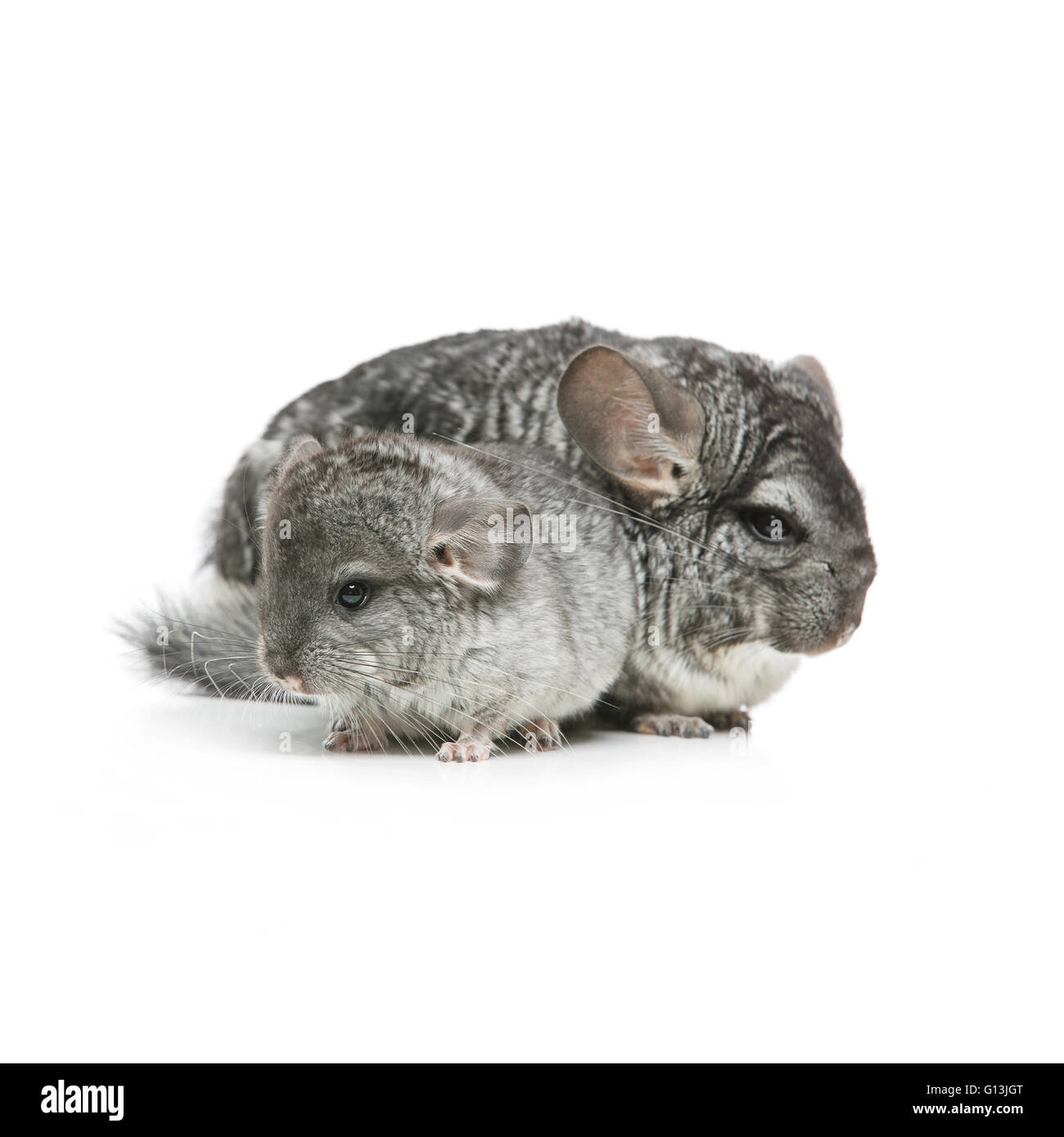Two chinchillas isolated over white background Stock Photo - Alamy
