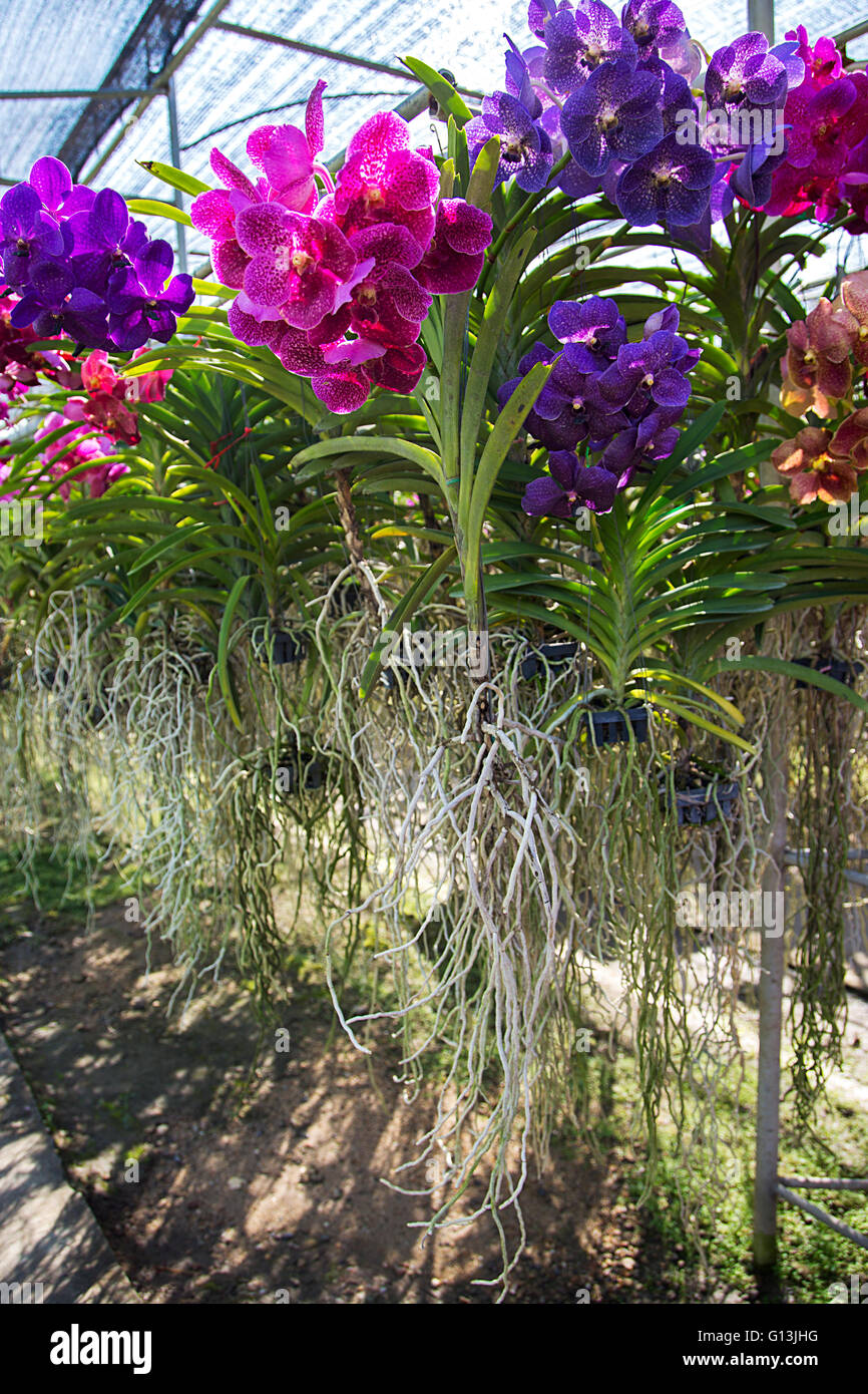 Orchid farm thailand hi-res stock photography and images - Alamy