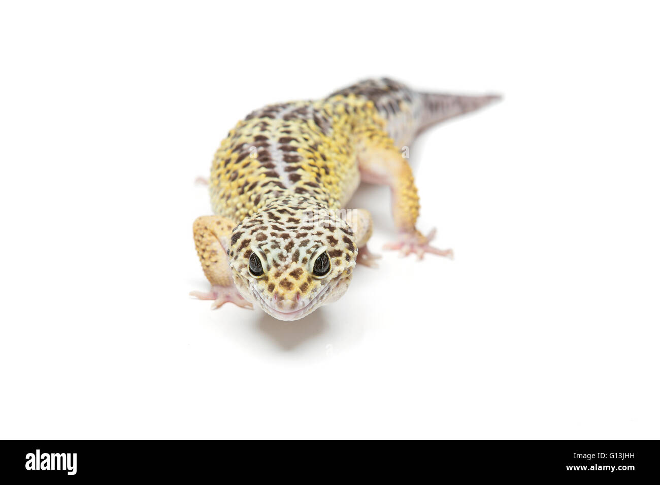 Small pimples hi-res stock photography and images - Alamy