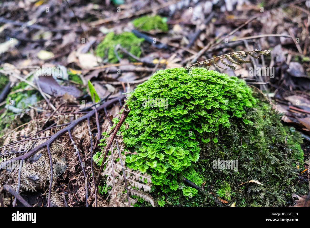 New Zealand | Green Moss growing on forest floor Stock Photo - Alamy