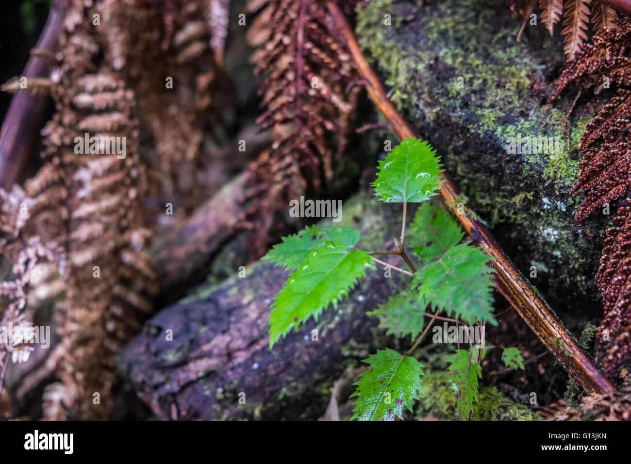 Nz forest hi-res stock photography and images - Alamy