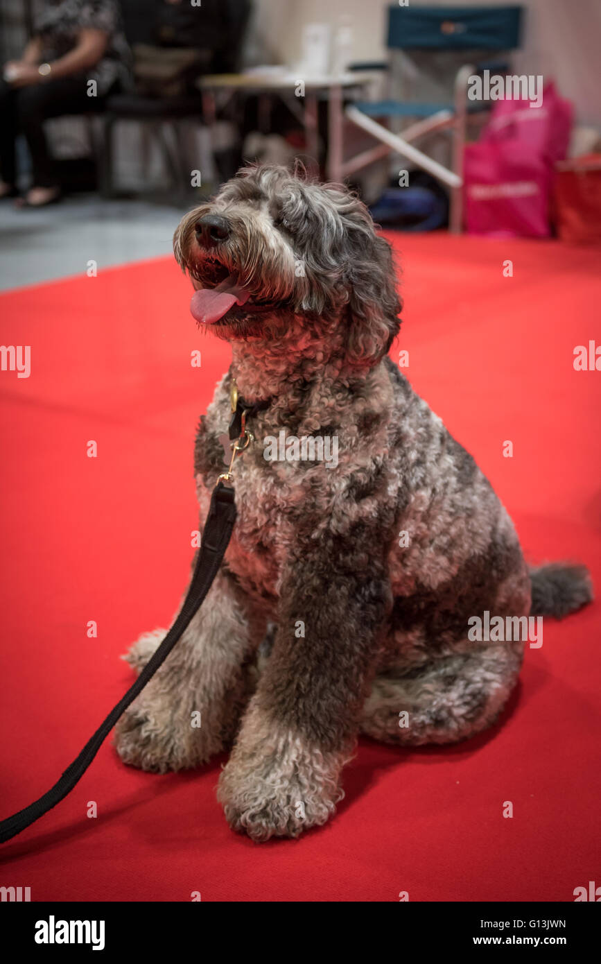 Fluffy Labradoodle on red carpet at The National Pet Show at the Excel ...
