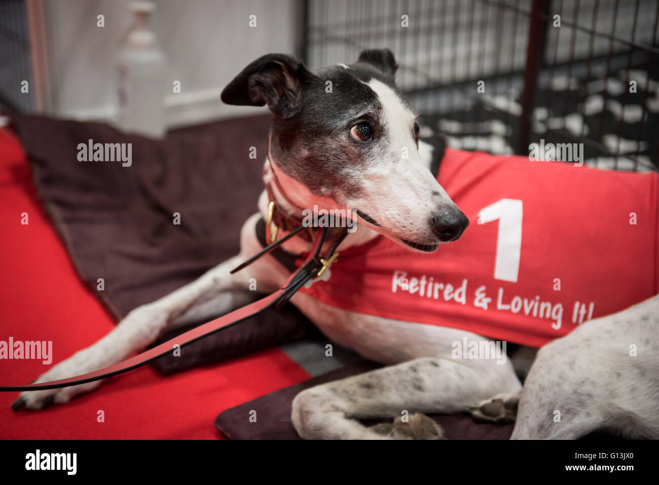 English greyhound dog hi-res stock photography and images - Alamy