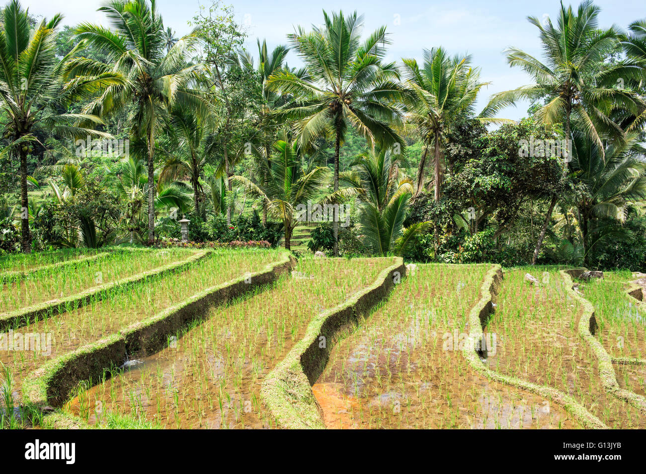 Batukau rice fields, Bali, Indonesia Stock Photo - Alamy