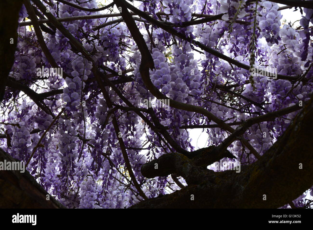 Glicine hi-res stock photography and images - Alamy