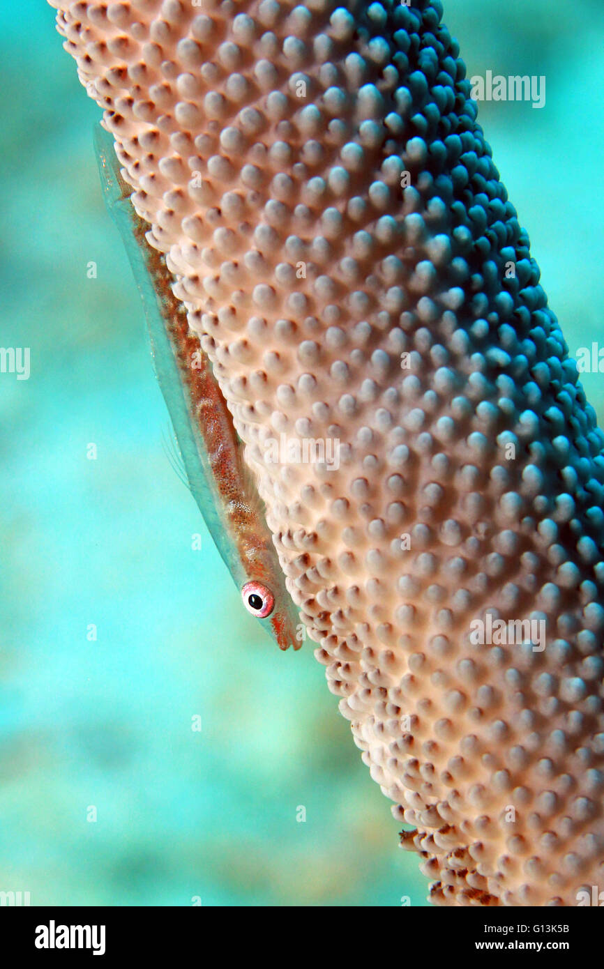 Whip Coral Goby (Bryaninops Yongei) on a Whip Coral. Gam, Raja Ampat ...