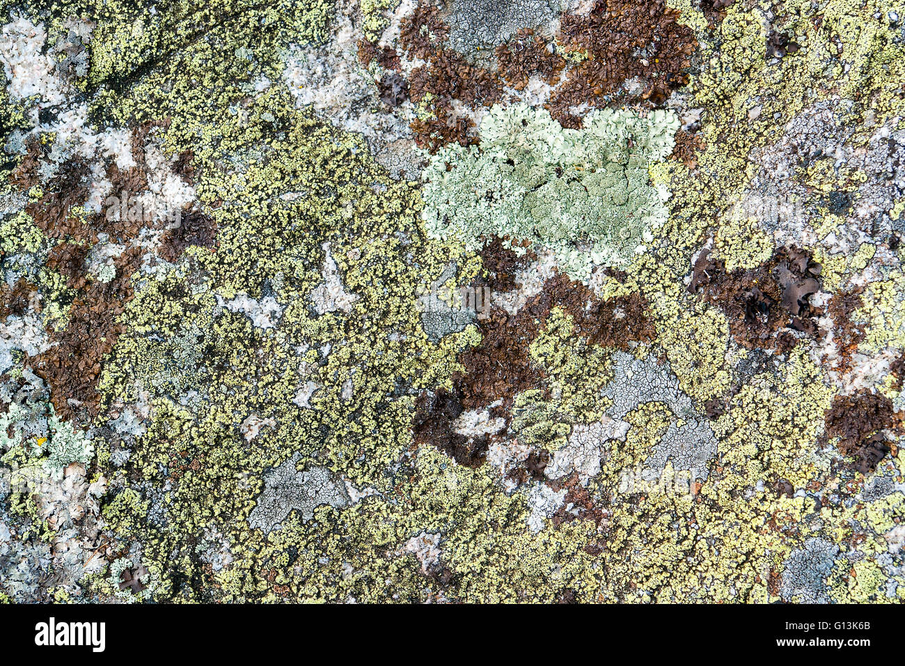 full frame abstract lichen background Stock Photo - Alamy