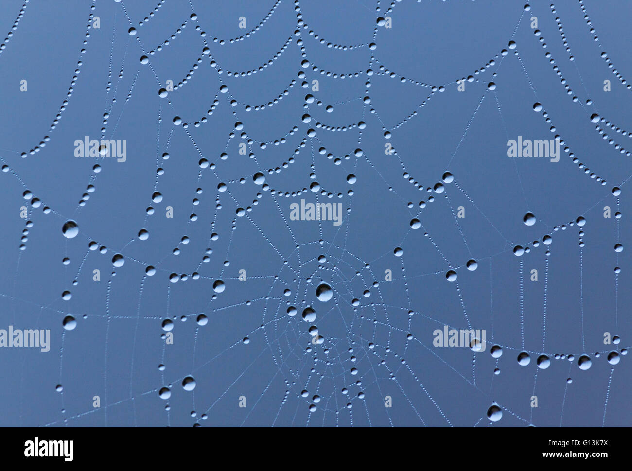 close up of cobweb with rain drops Stock Photo - Alamy
