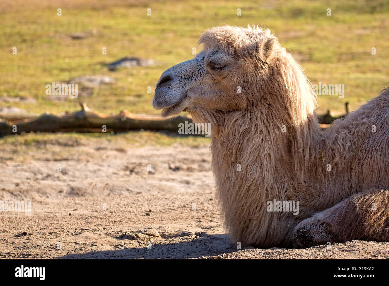 Camel Resting High Resolution Stock Photography and Images - Alamy