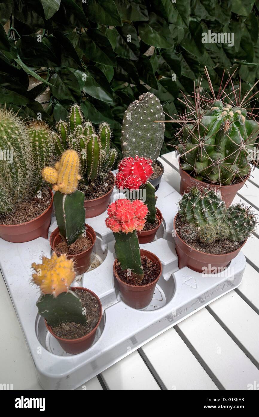 A variety of cactus plants on the table Stock Photo - Alamy