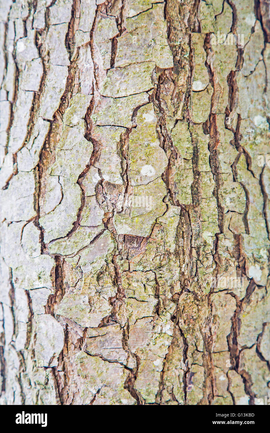 Background of a textured tree bark Stock Photo - Alamy