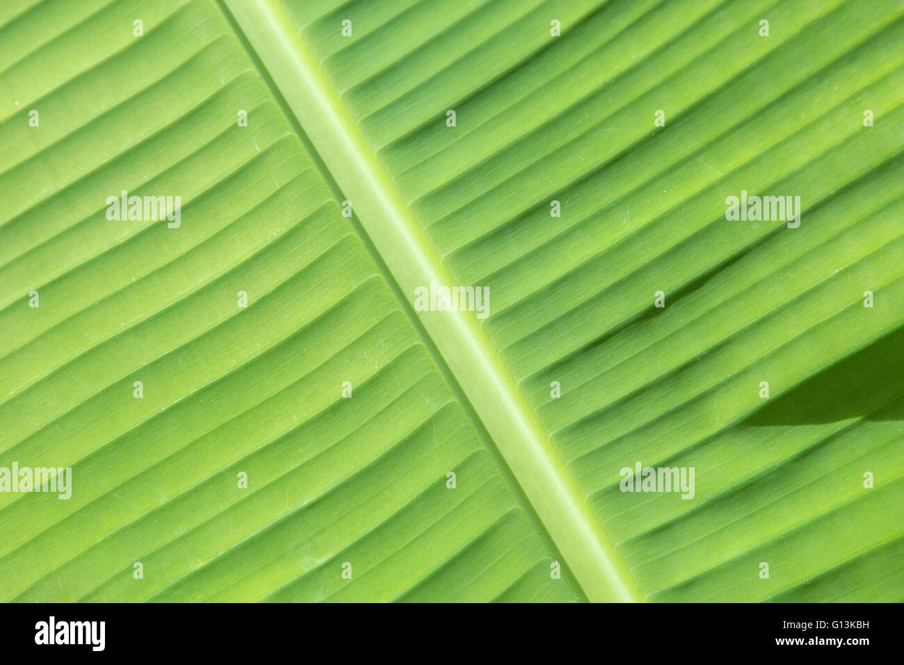 Banana texture hi-res stock photography and images - Alamy