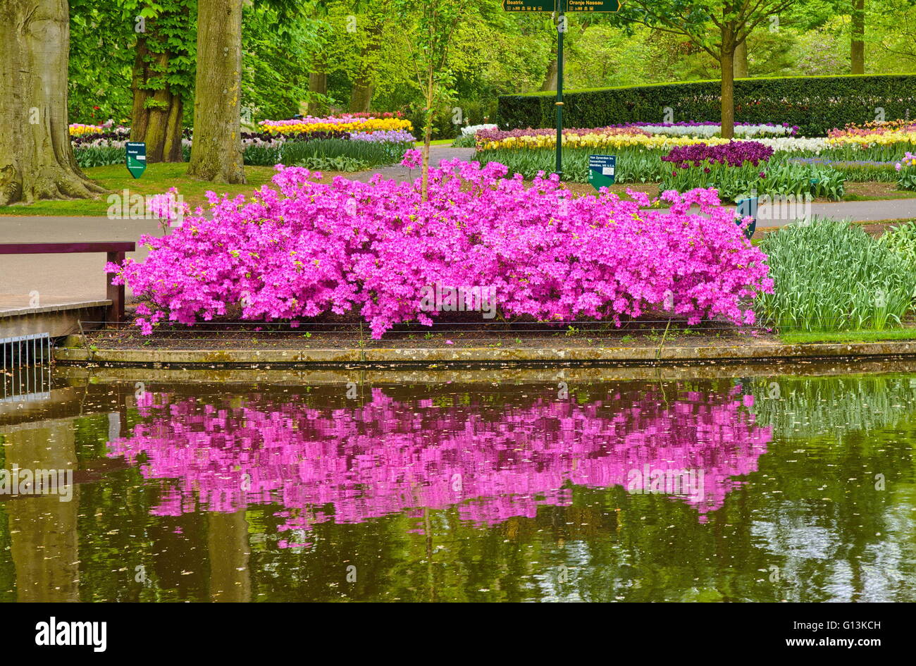 Azalea Pond Slope Landscaping Isabella Plantation | The Royal Parks