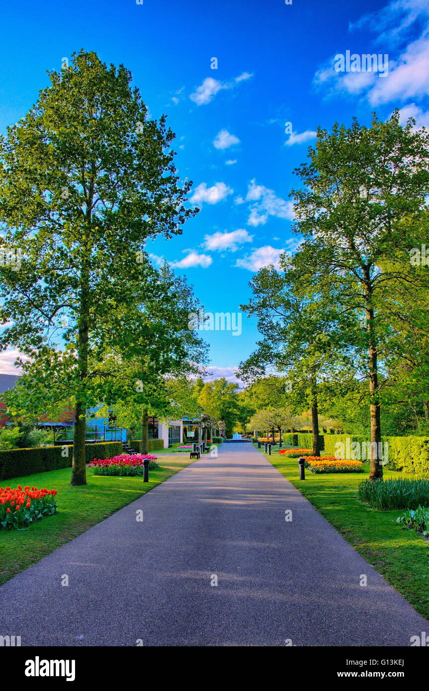 Shadowy alley in Keukenhof Park, Lisse in Holland Stock Photo - Alamy
