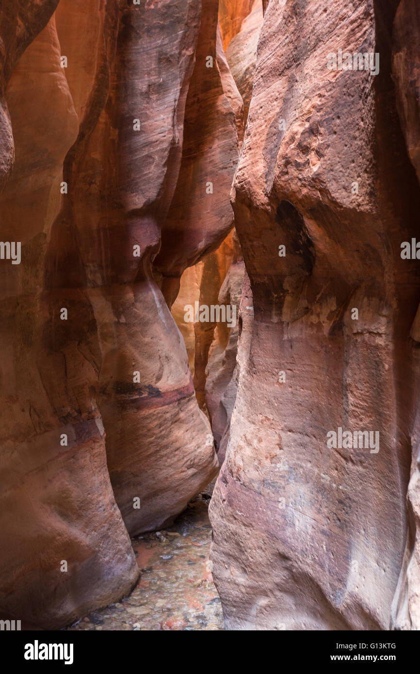 Kanarra hi-res stock photography and images - Alamy