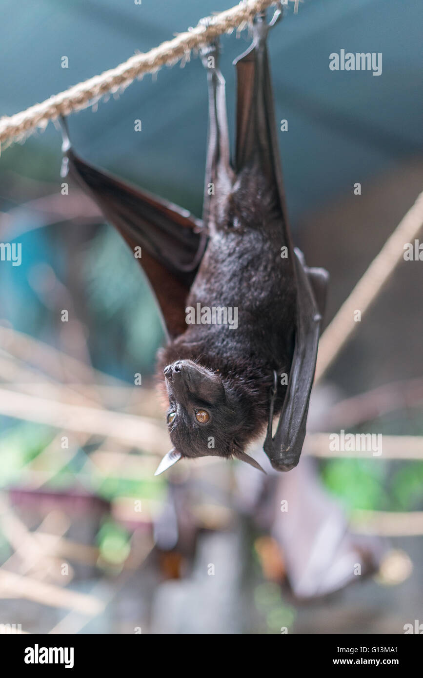 Malayan Bat (Pteropus vampyrus) hanging on a rope with its head down ...