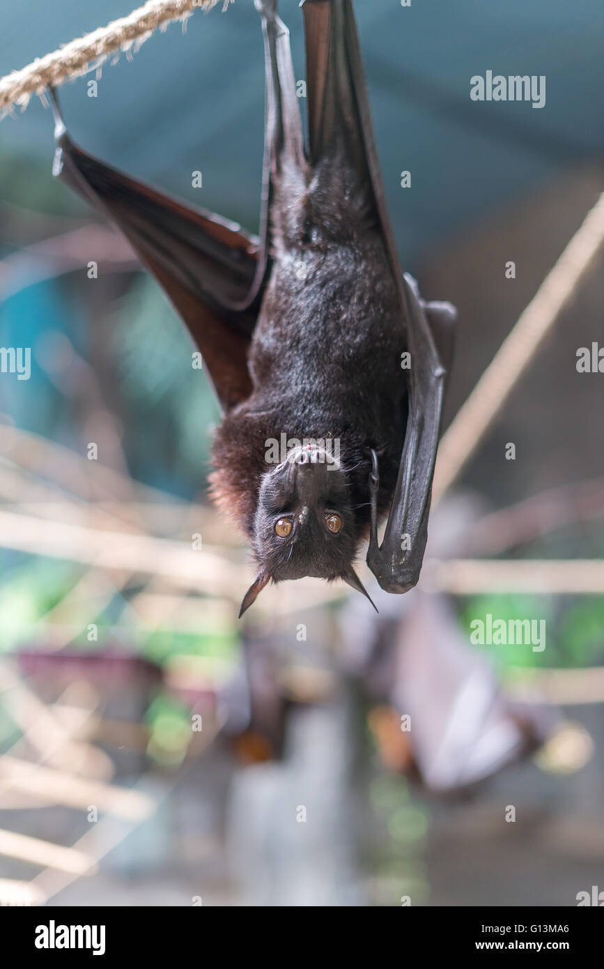 Malayan Bat (Pteropus vampyrus) hanging on a rope with its head down ...