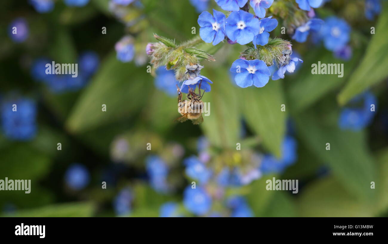 Honey bee on blue forget-me-not in summer Stock Photo - Alamy