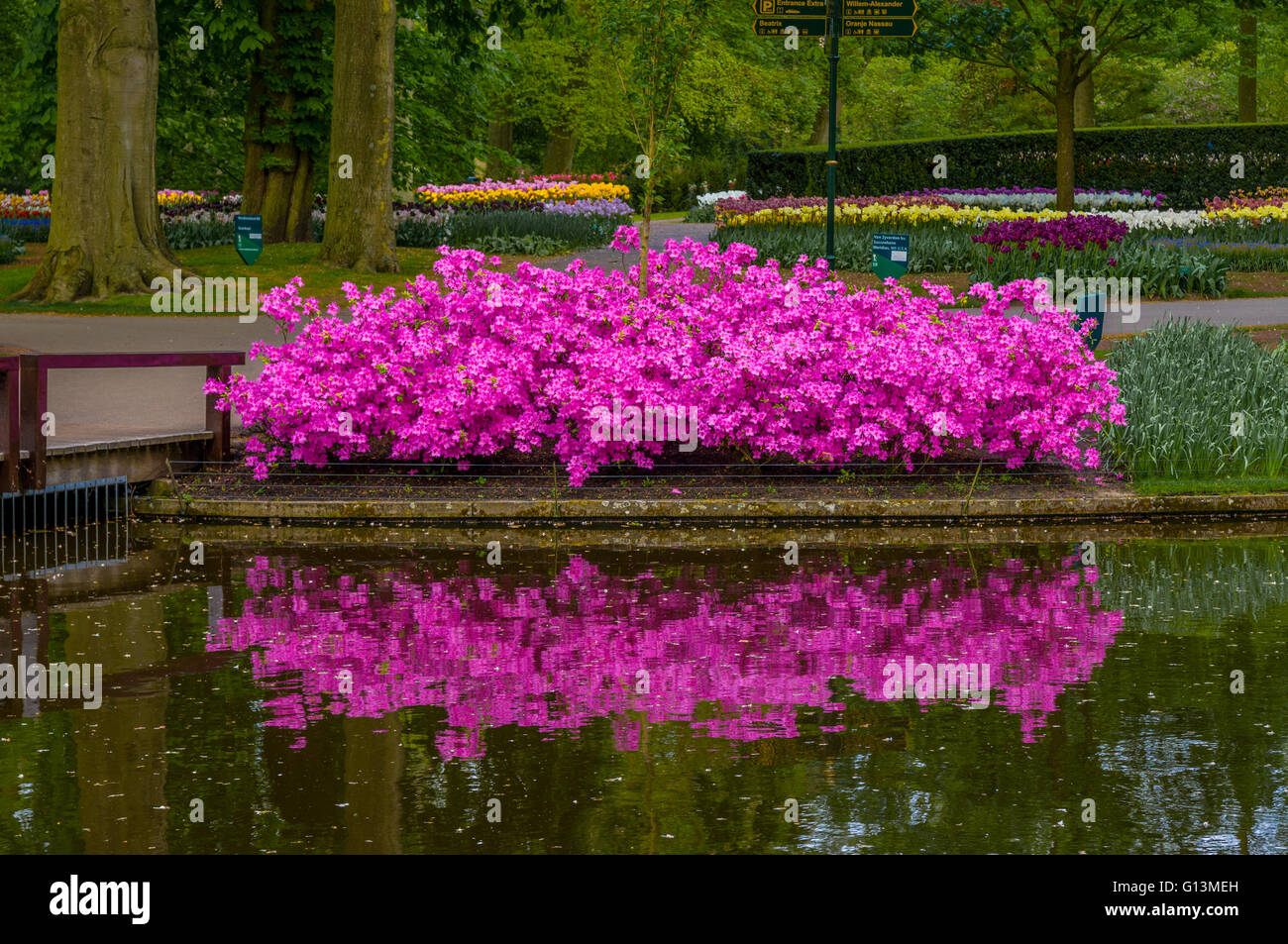 Beautiful pink azalea flowers near the lake, Keukenhof Park, Lisse in ...