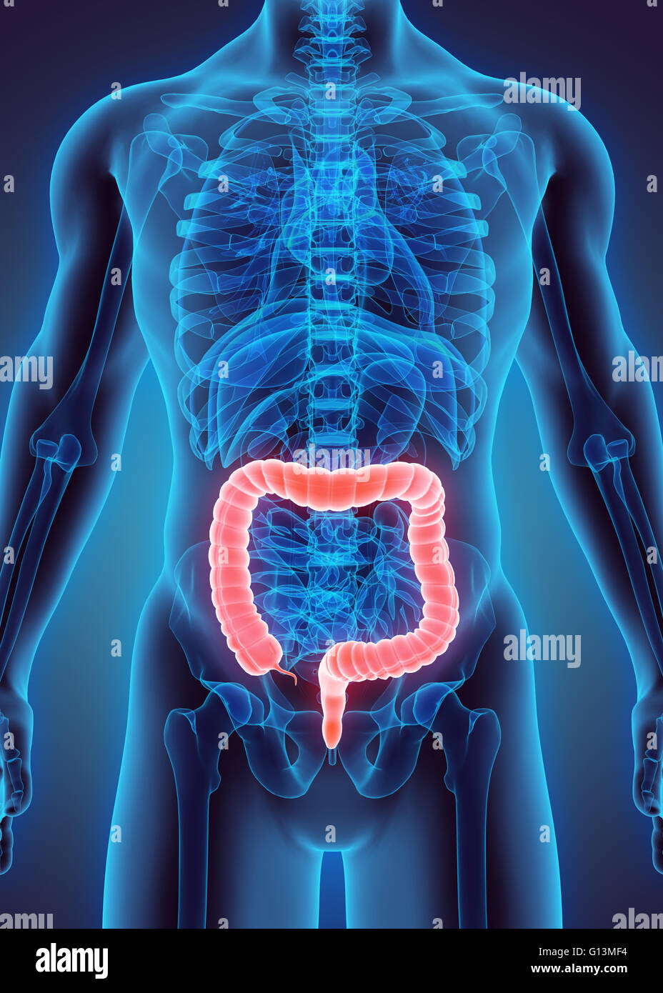3D illustration of Large Intestine, Part of Digestive System Stock ...
