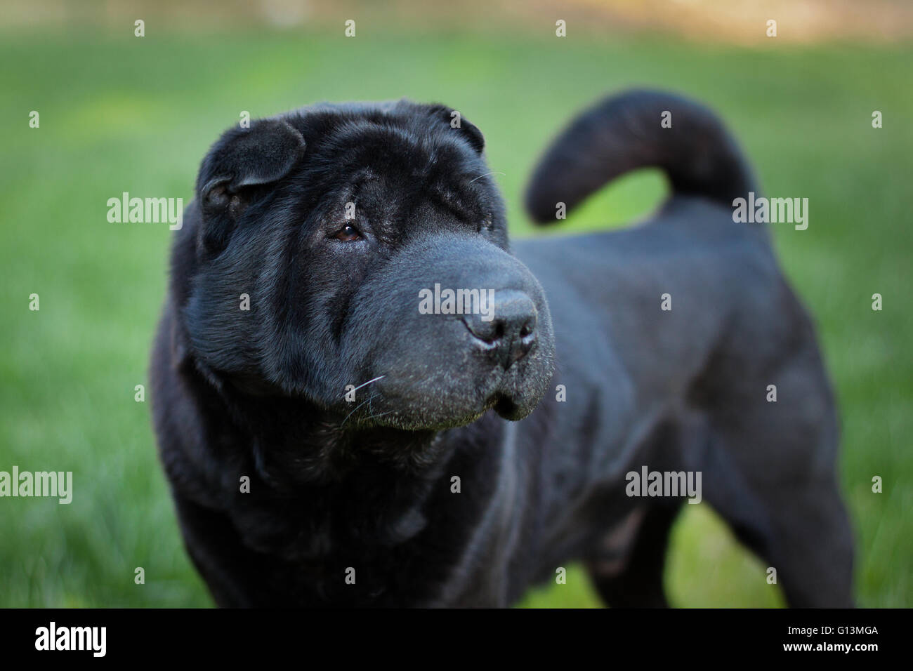 Shar pei eyes hi-res stock photography and images - Alamy