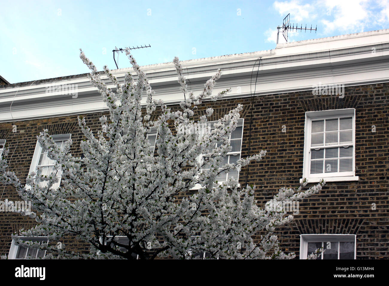 Tree in blossom on a street in King's Cross, London Stock Photo - Alamy