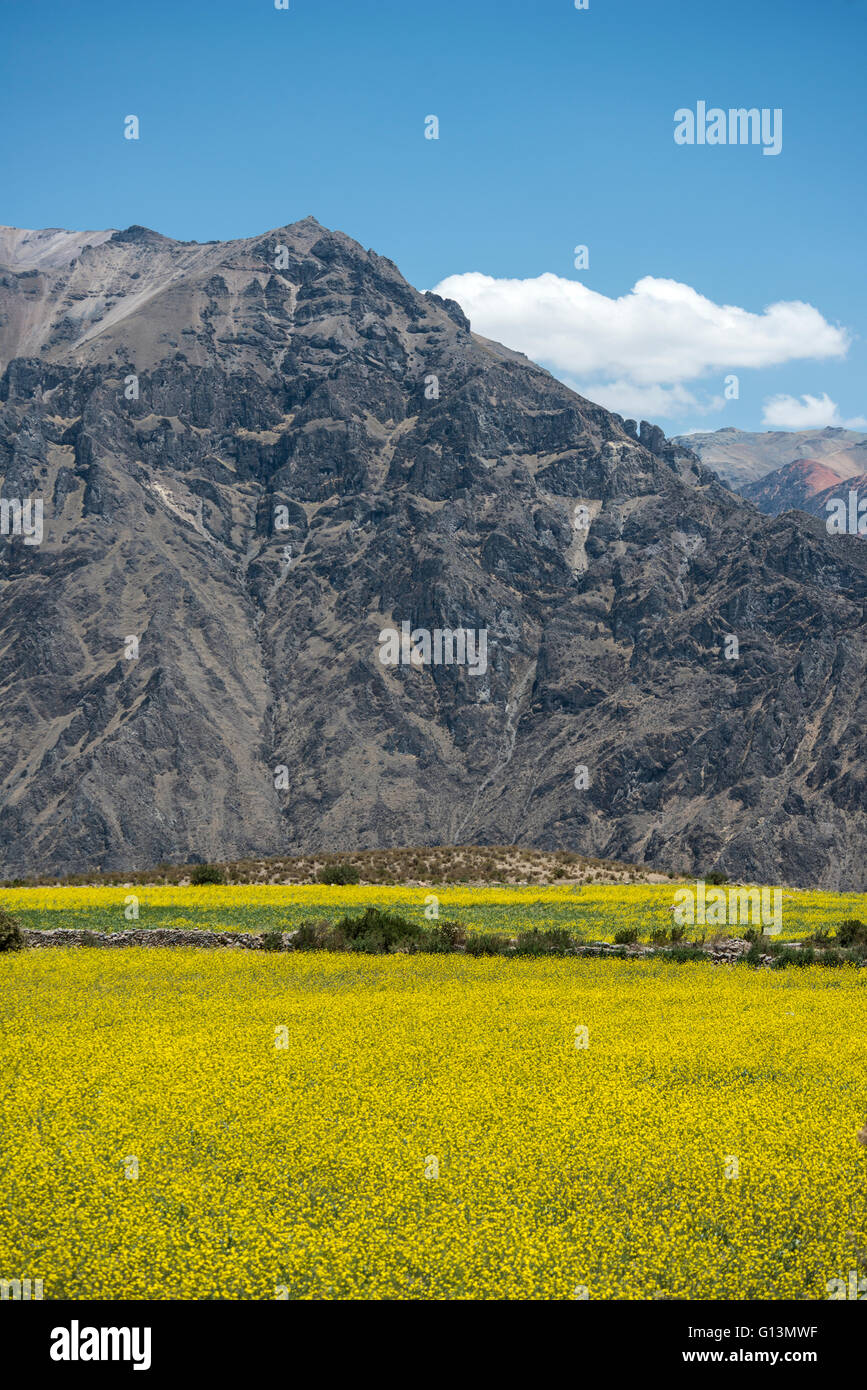 Canyon of the Colca River in southern Peru. Peru's third most-visited ...