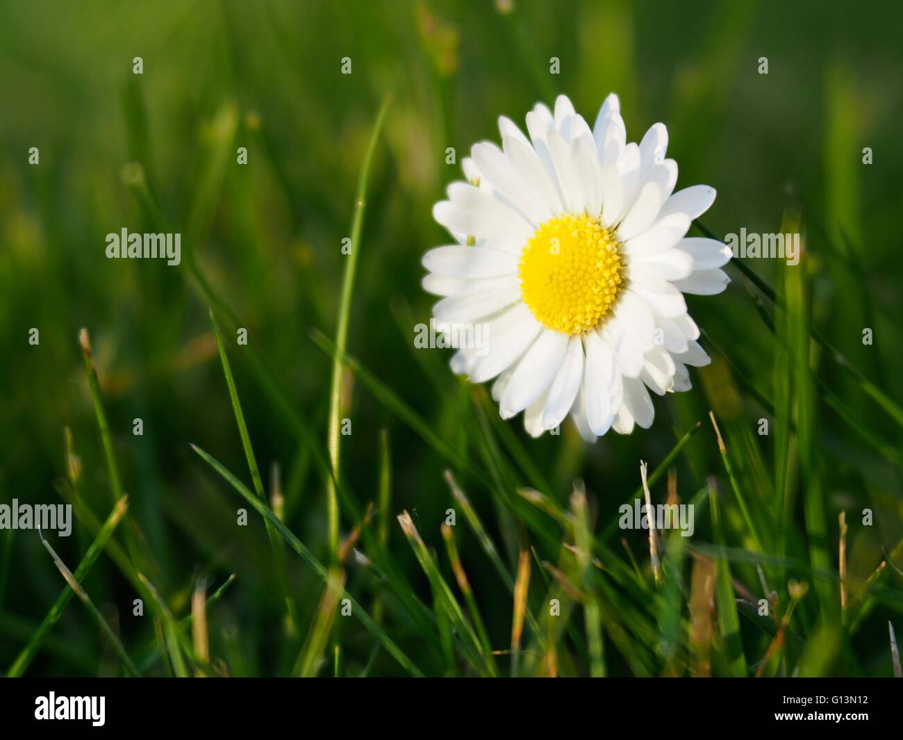 Chamomile daisy graphic hi-res stock photography and images - Alamy