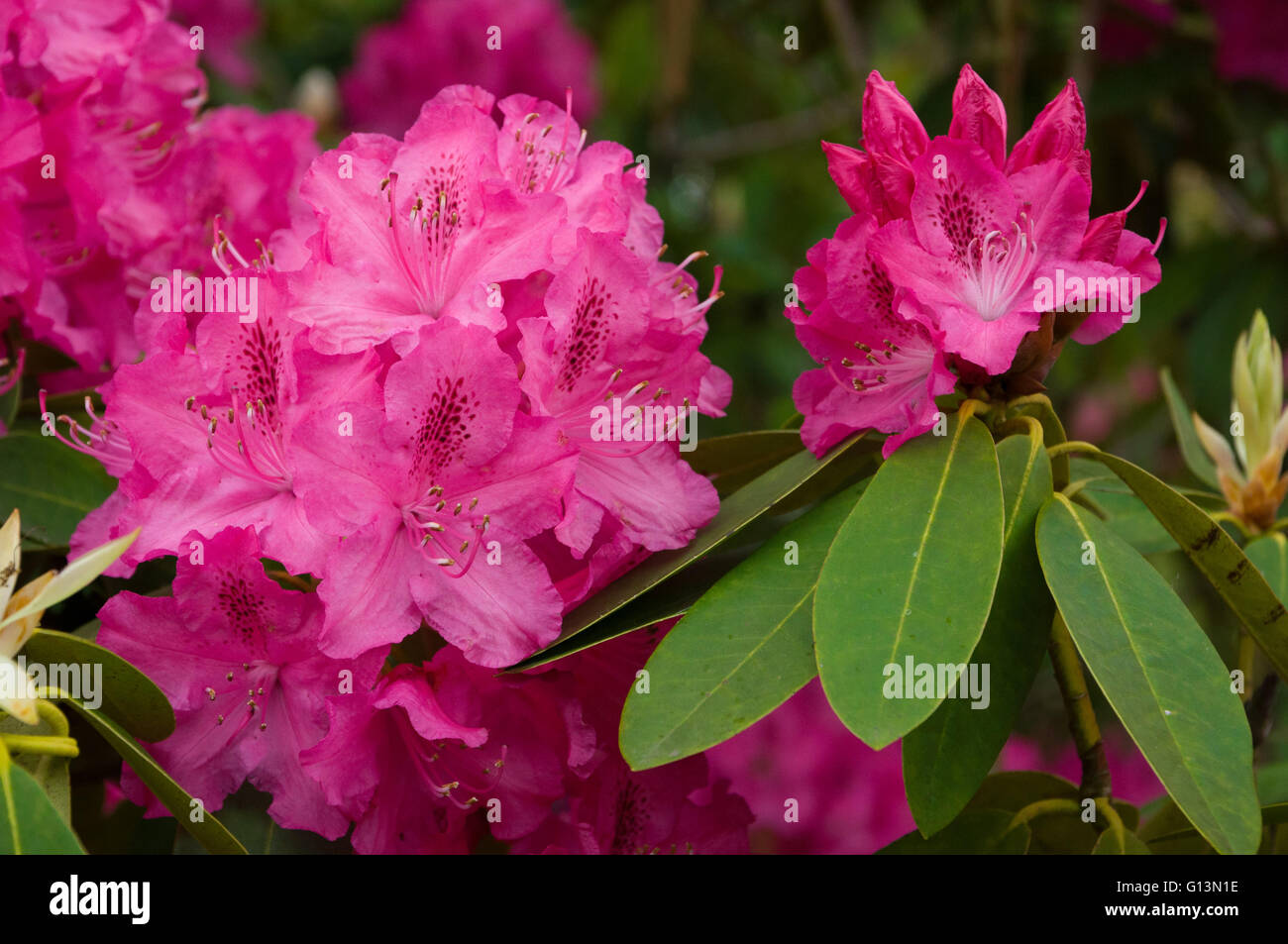 Pink beautiful Rhododendron flower blooming Rhododendron scabrum Stock ...