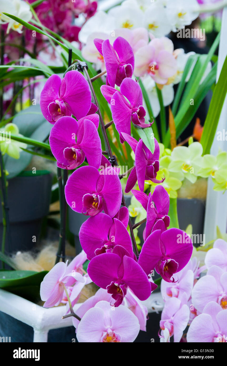 Beautiful purple violet blooming orchid flowers in macro Stock Photo ...