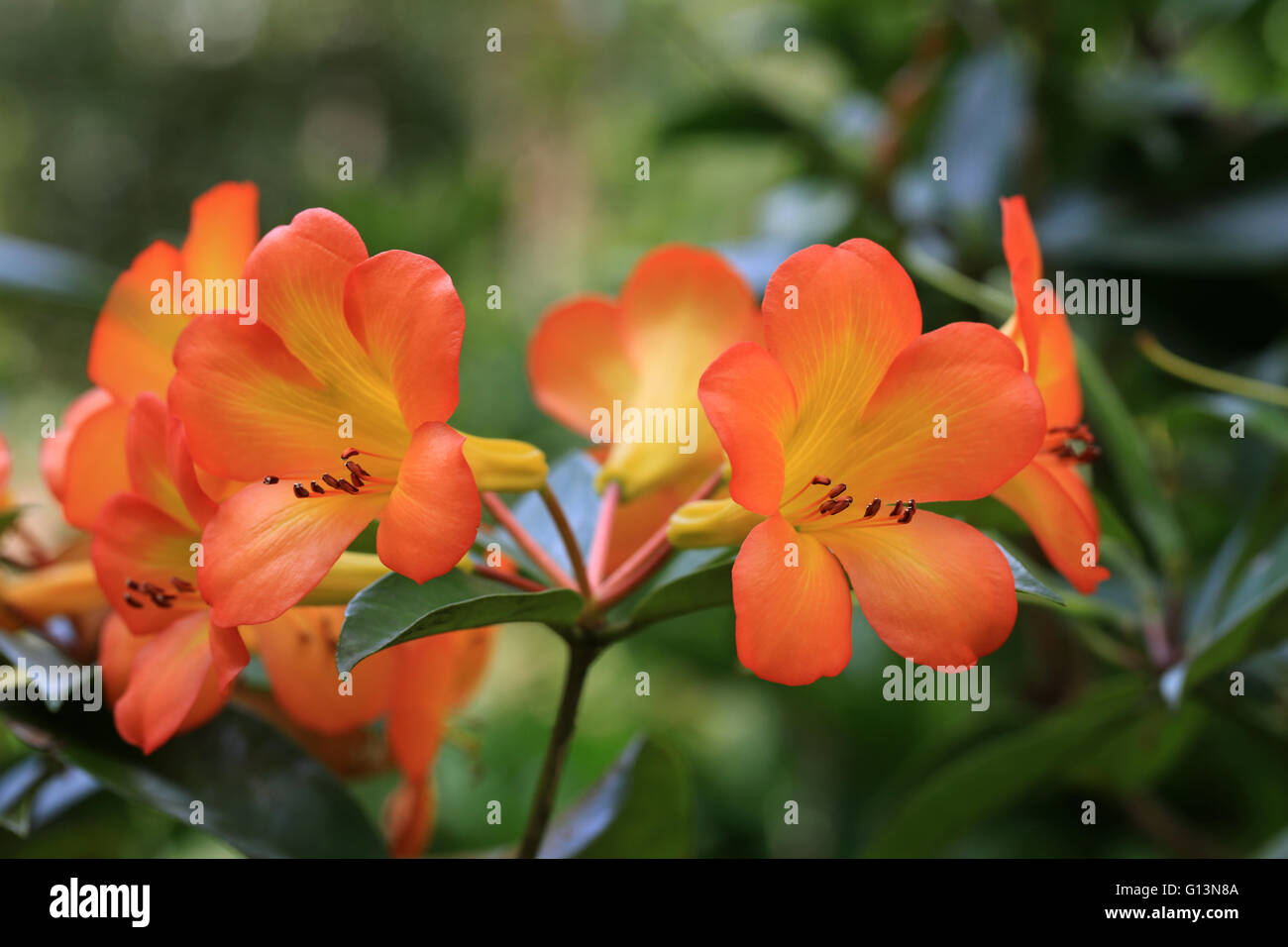 Hawaii background hi-res stock photography and images - Alamy