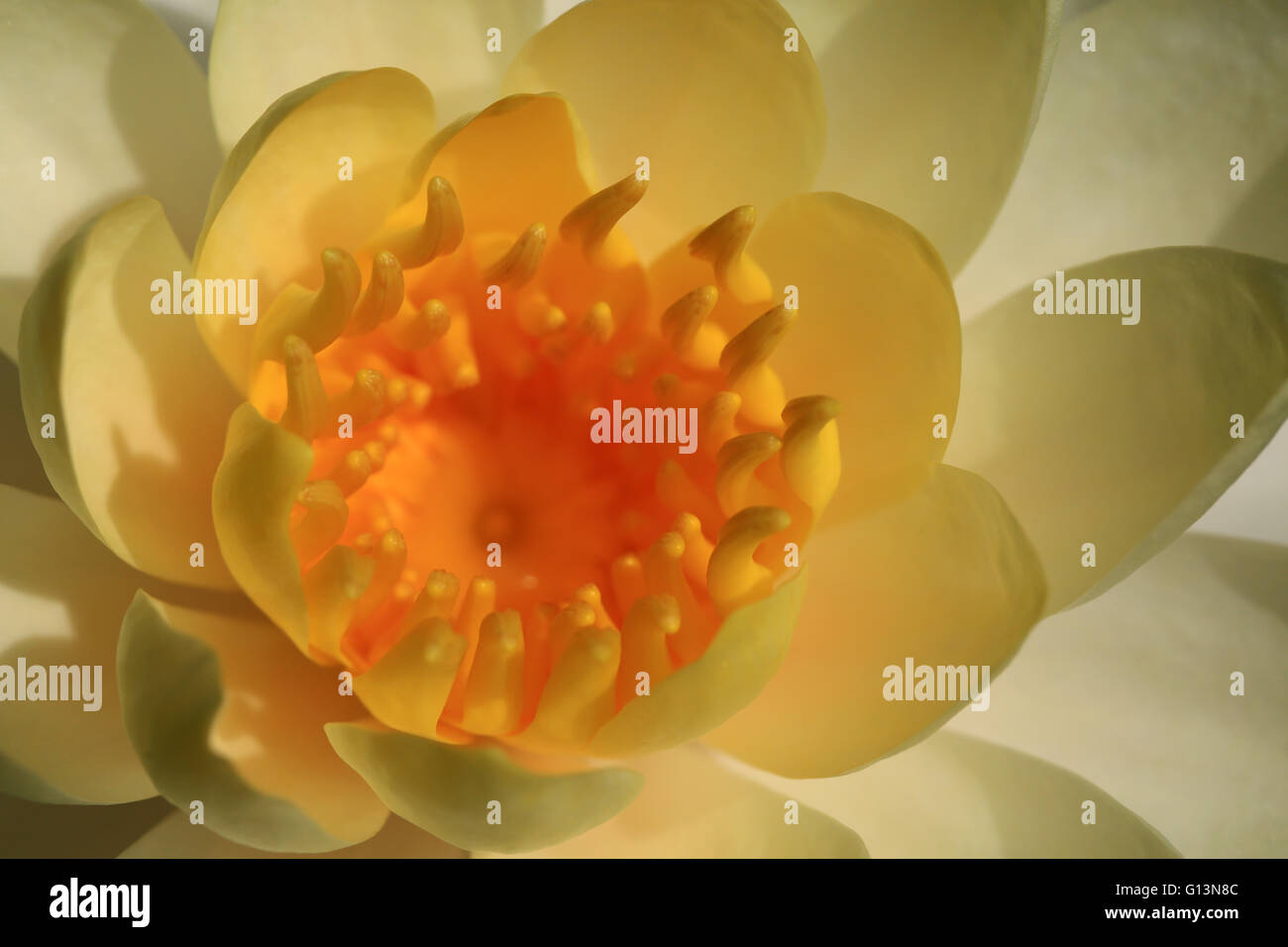 Yellow water lily flower Stock Photo - Alamy