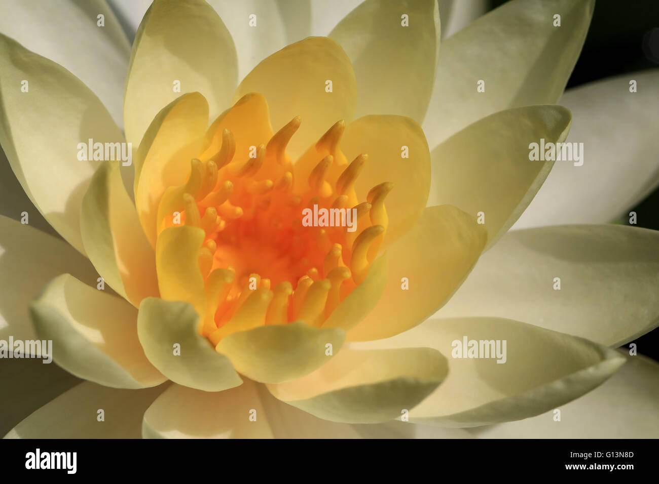 Yellow water lily flower Stock Photo - Alamy