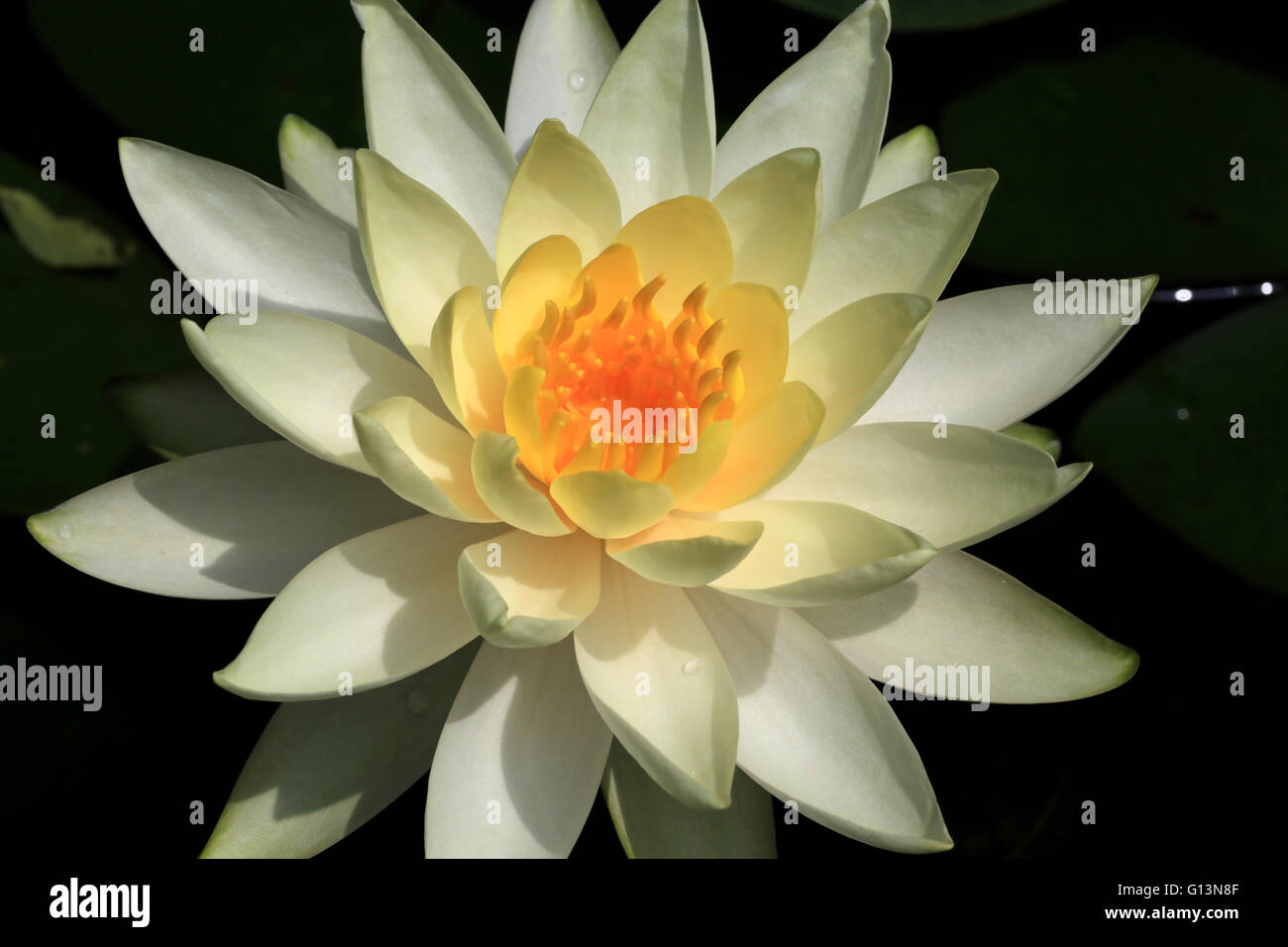 Yellow water lily flower Stock Photo - Alamy