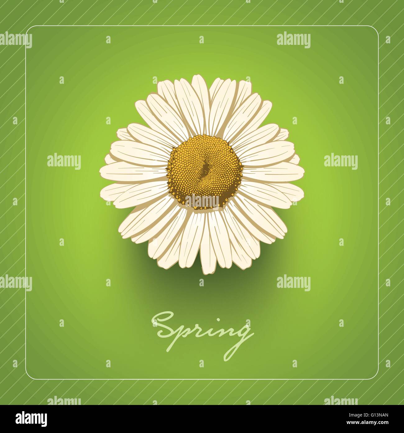 Vector modern card design with hand drawn daisy flower on green ...