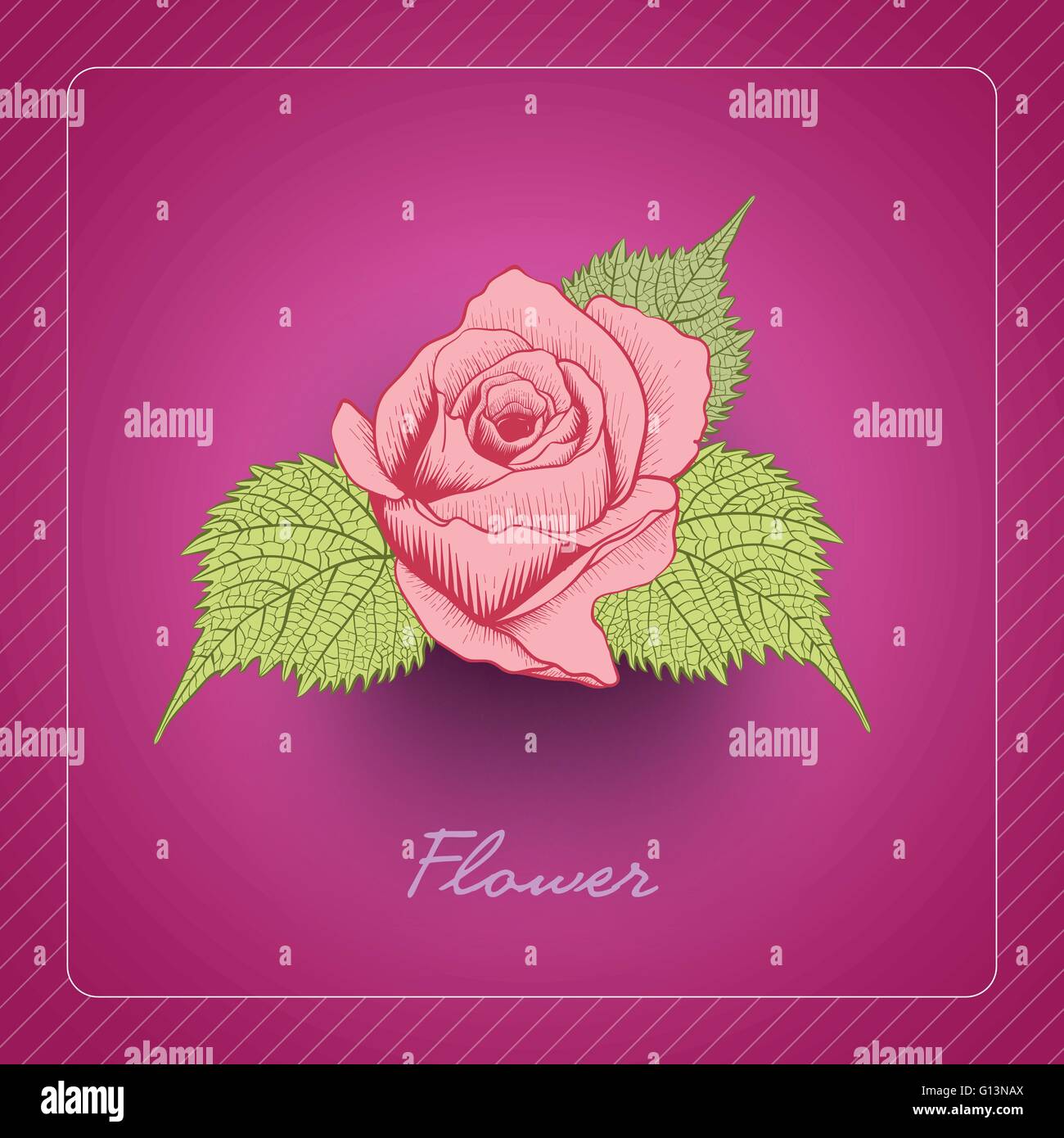 Vector modern card design with hand drawn rose flower on pink ...