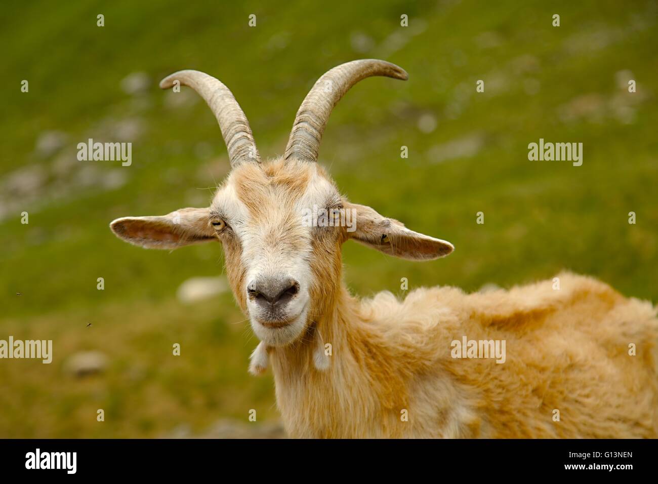 Goat in the Alps Stock Photo - Alamy