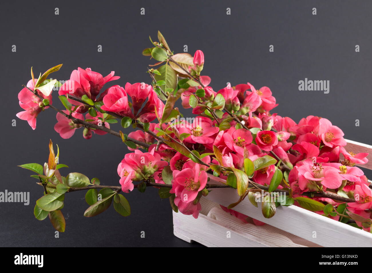 Rose in black box hi-res stock photography and images - Alamy
